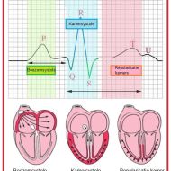 ECG beoordelen; Ontdek de geheimen van ECG's, Webinar - WDA Opleidingen